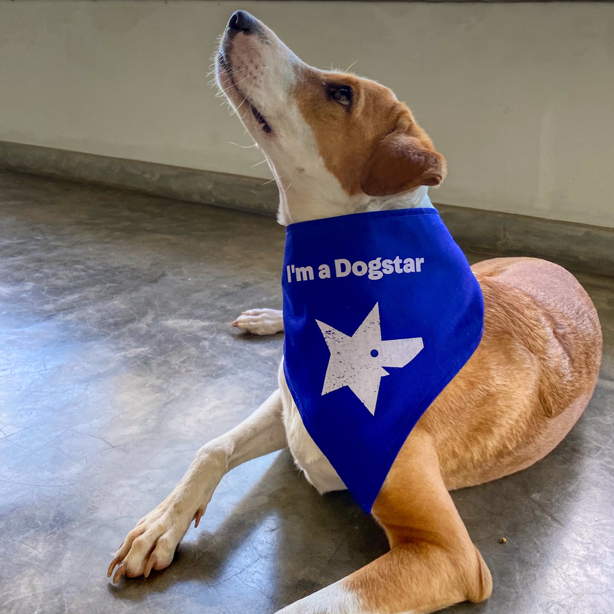 Products – Dogstar Foundation